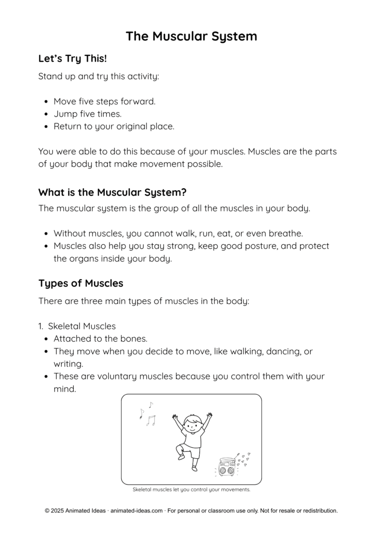 Muscular System Printable Notes for Kids (Grade 4 Science) - Animated Ideas